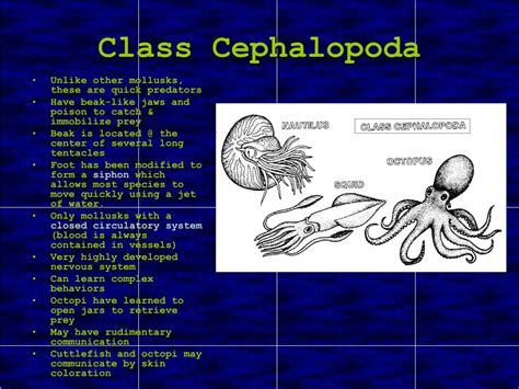 Ppt Phylum Molluska Powerpoint Presentation Id759684