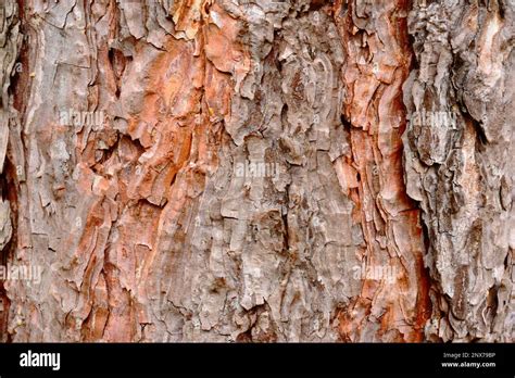 Tree Bark Macro Wallpapers