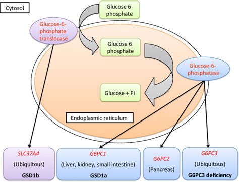 Glucose 6 Phosphatase
