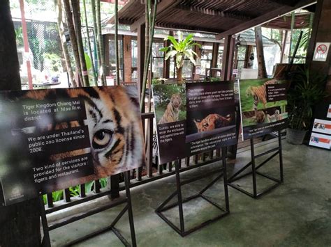 Tiger Kingdom Chiang Mai Entry Prices And Tour Cost Mae Rim Thailand
