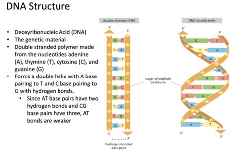 Dna Extraction Flashcards Quizlet
