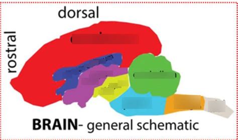 Neuroanatomy Diagram Quizlet