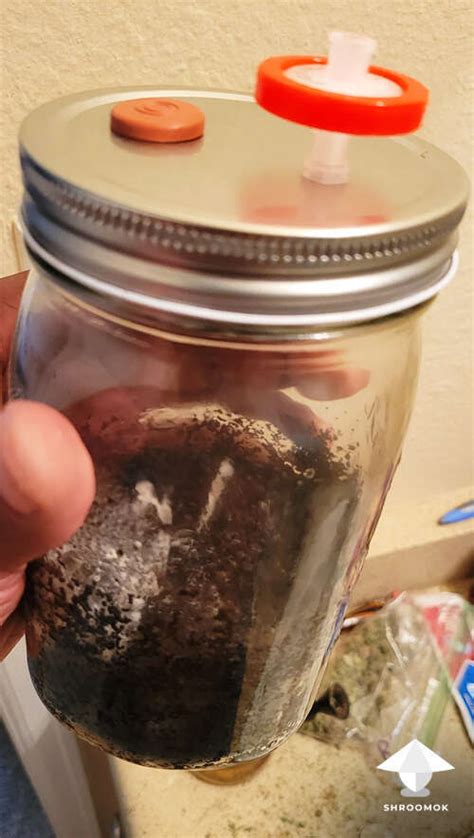 I Inoculated Coffee Grounds And This Happened