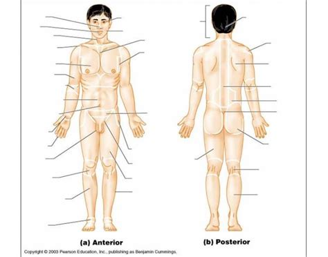 Anatomy Regional Terms Diagram Quizlet