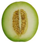 Canary Melon Wikipedia