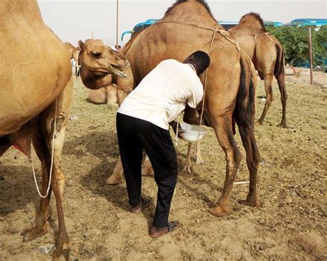 State To Offer Milk Market For Dairy Goat And Camel Farmers