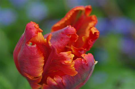 1536x864 Wallpaper Orange Parrot Tulip Peakpx