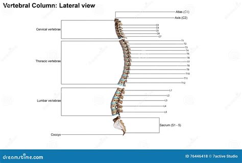 Human Vertebral Column Stock Illustration Illustration Of Spine 76446418