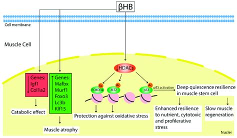 Effect Of Elevated βhb In Muscle Cells After Kd Starvation Or Exogenous