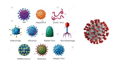 Les Agents Pathogenes Cartes Quizlet