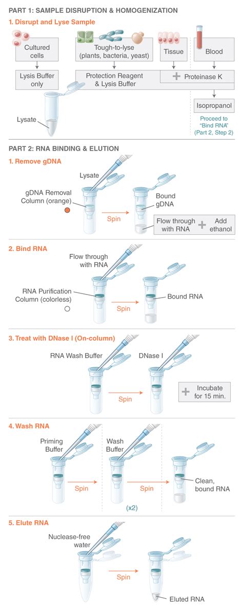 Monarch® Total Rna Miniprep Kit Neb