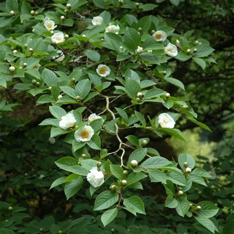 Stewartia Pseudocamellia Flowering Trees Stewartia Tree Garden Trees