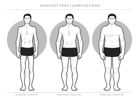 Premium Vector Somatotypes