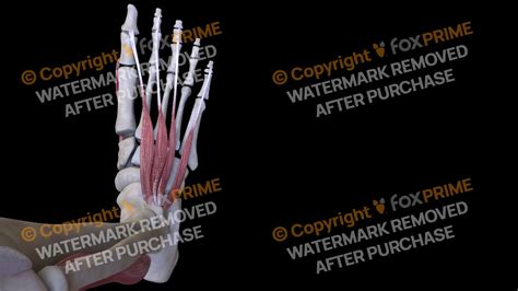 Muscular System Extensor Hallucis Brevis 2 Foxprime