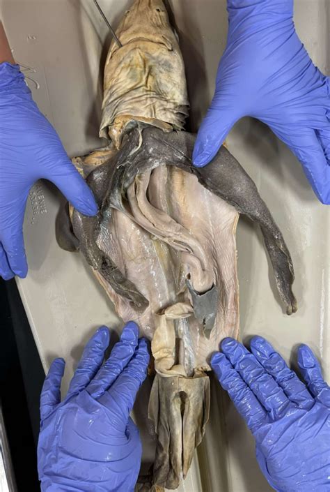 Shark Dissection Diagram Quizlet