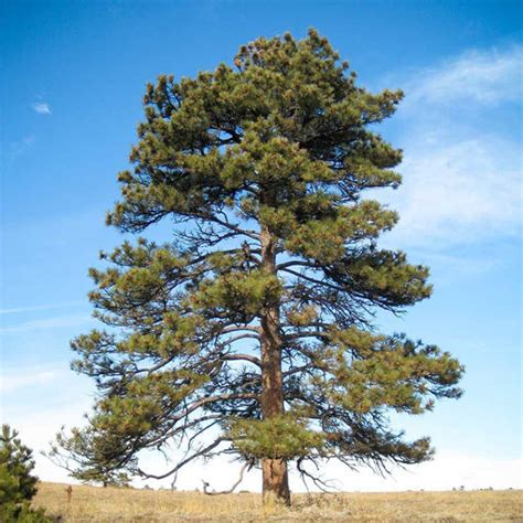 Learn About Ponderosa Pine Arbor Day Foundation