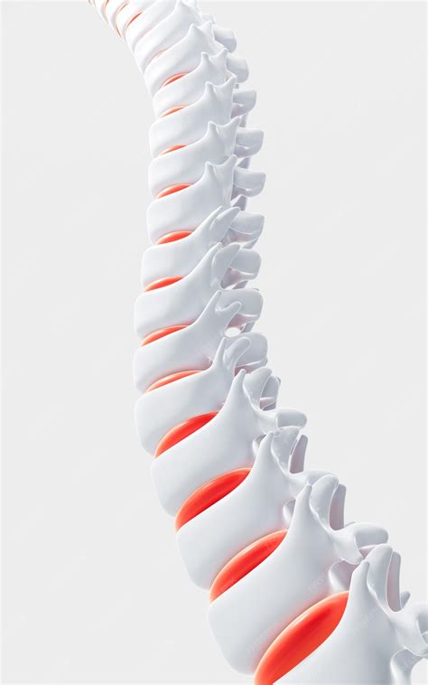 Premium Photo Human Spine Model Specification For Human Vertebrae