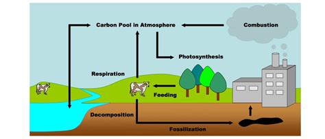 Carbon Cycle Diagram Astonishingceiyrs