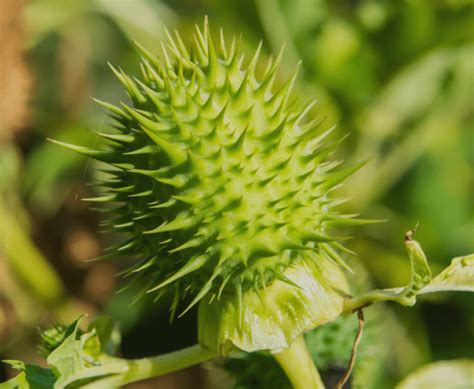 Medicinal Uses Of Mimosa Tree And Its Origin The Planttube