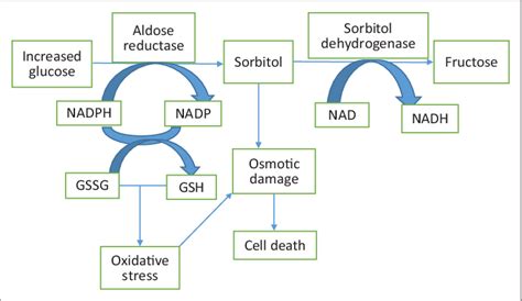Sorbitol Pathway
