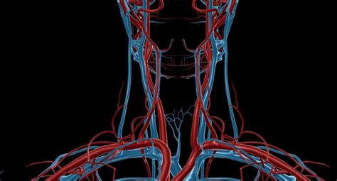 Premium Photo The Carotid Sheath Contains The Common And Internal