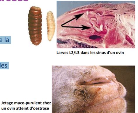 Les Diptères Cartes Quizlet