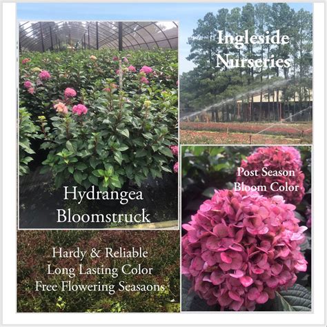 Larry Shehan On Linkedin Flowers For Fall From Virginias Finest•ingleside Nurseries•