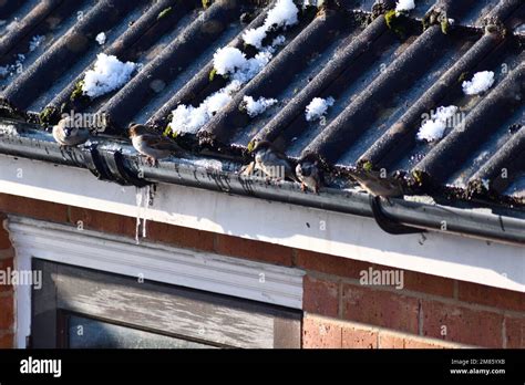 Sparrows On Edge Of Gutter Happy Snow Has Thawed For Drinking Water