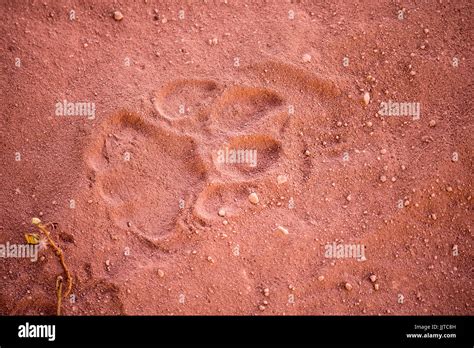 Real Leopard Paw Print