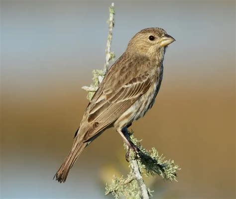 Female House Finch Bird Wild Birds Unlimited Nature Shop