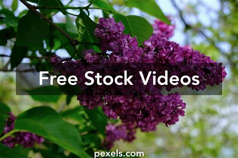 Common Violet Videos Download The Best Free 4k Stock Video Footage And Common Violet Hd Video Clips