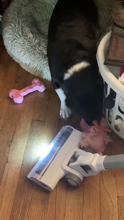 My Dogs Arch Nemesis Should I Sample This Youtube