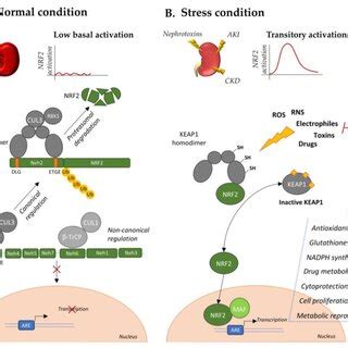 NRF2 Regulation In Normal And Stress Conditions A NRF2 Activity In Download Scientific
