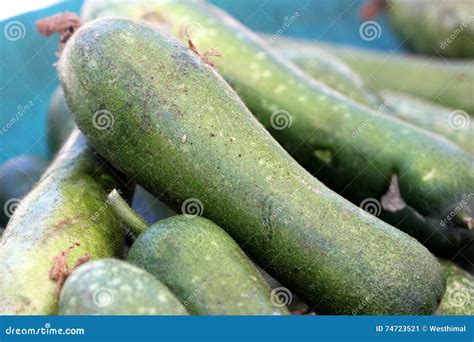 Chi Qua Fuzzy Gourd Mokwa Benincasa Hispida Var Chieh Gua Royalty Free Stock Image