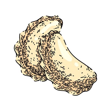 Dumpling Sketch Hand Drawn Vector 17589093 Vector Art At Vecteezy