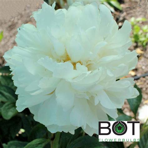 Class Act Bot Flowerbulbs