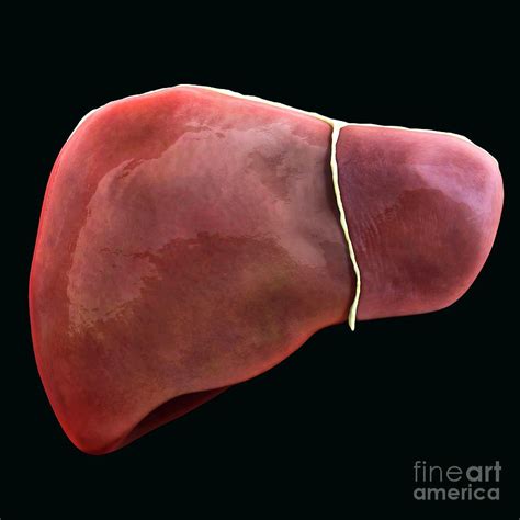 Human Liver 1 By Science Photo Library