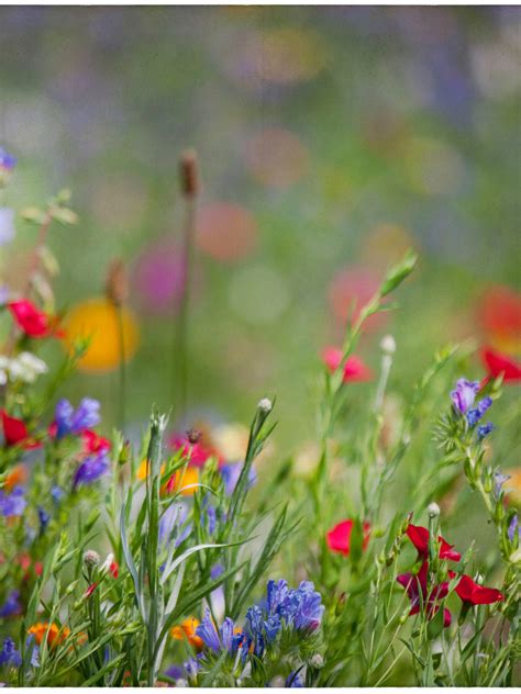 Comfrey Plants Bocking 14 Symphytum X Uplandicum Wildflowers Raw
