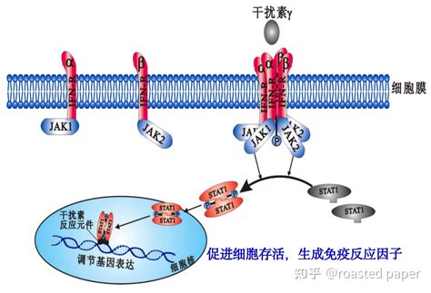 生化与分子生物学——分子生物学篇之细胞信号转导的分子机制 知乎