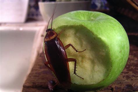 In China Cockroach Farmers Are Cashing In On Creepy Critters The Verge