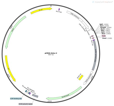 Blue Heron Biotech Llc Gene Synthesis Expression Vectors