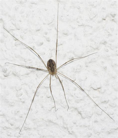 Жучки в кровати с кровью 80 фото