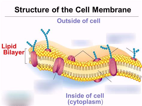 Cell Membrane Diagram Quizlet