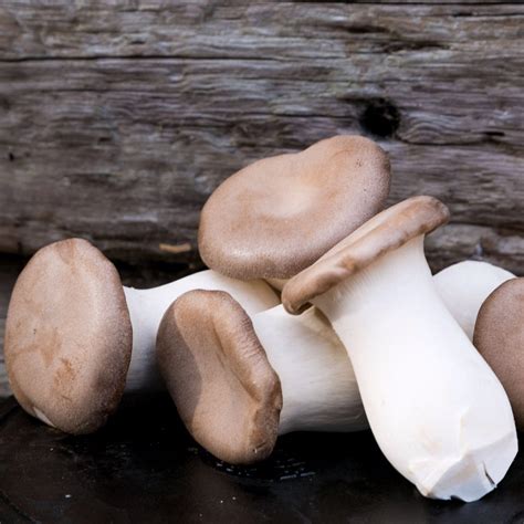 King Oyster Mushroom Strain A Complete Guide