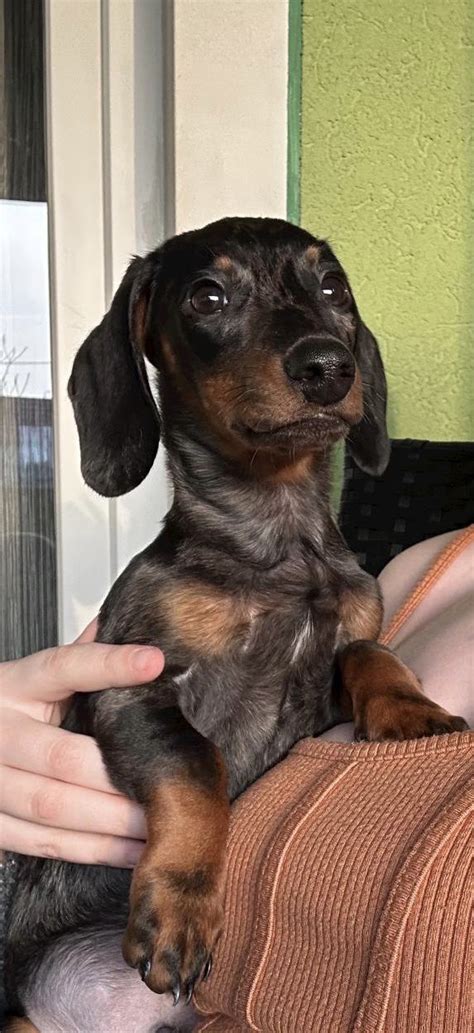 JazavČar Patuljasti Merle