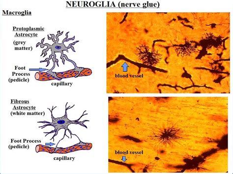 Protoplasmic Astrocytes