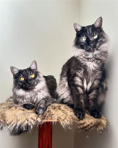 What Makes The Maine Coon Ragdoll Mix So Special 16 Key Traits