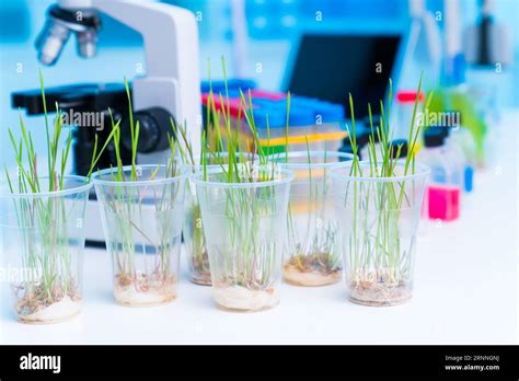 Assessing The Growth Rate Of Plants Exposed To Different Levels Of Co2 This Experiment Aims To