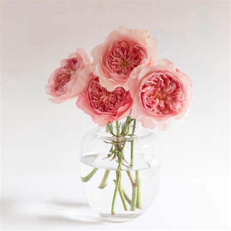 Phoebe David Austin Wedding And Event Roses