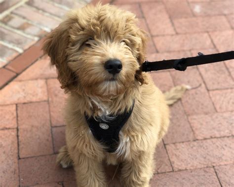 Comcate Software For Transforming Local Gov Delivery